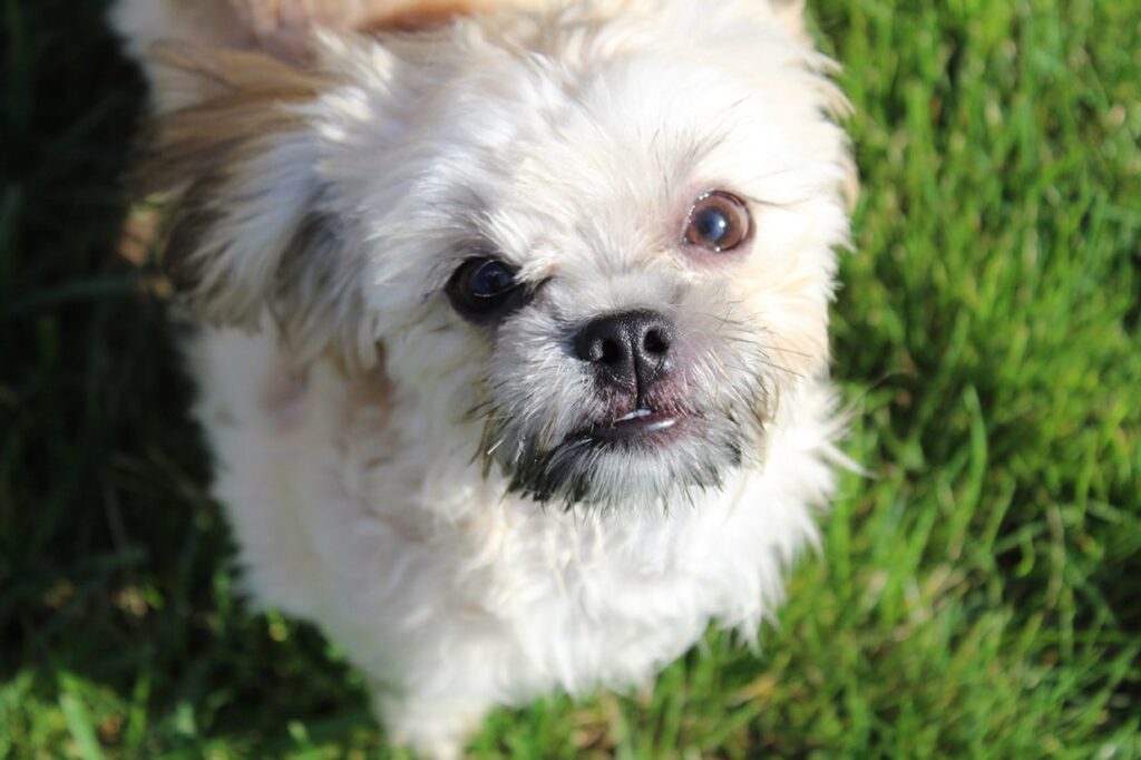 Mi-Ki Dog Breed: Info, Pictures, Care & Traits | The Vet Desk