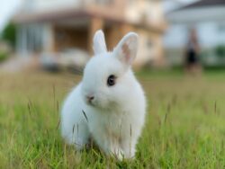 6 Most Expensive Rabbit Breeds (With Info & Pictures) | The Vet Desk