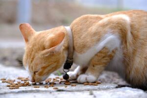 How to Slow Down a Cat Who Eats Too Fast: 4 Vet-Verified Methods | The ...