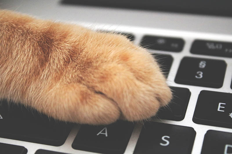 Why Do Cats Like Keyboards? 5 Interesting Reasons | The Vet Desk