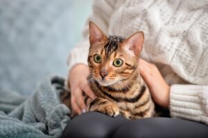 How Much Does It Cost to Own a Cat in Australia? 2026 Price Guide | The ...