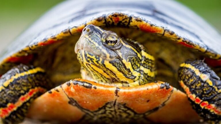 How to Know If Your Pet Turtle Is Dead: 6 Vet-Reviewed Signs to Look ...