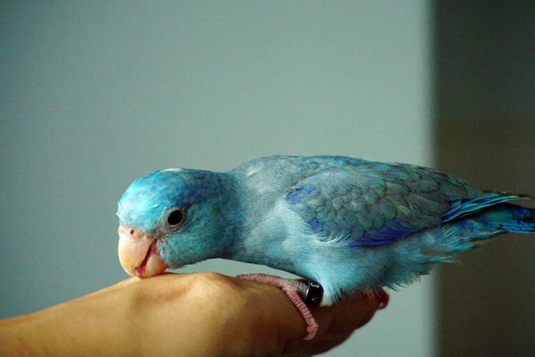 Why Do Parrots Bite? 7 Vet-Verified Reasons & How to Stop It | The Vet Desk