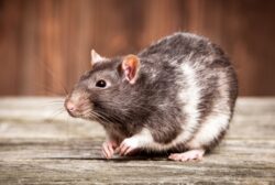 16 Types of Pet Rats: Breeds, Colors & Patterns (Vet-Verified Info ...