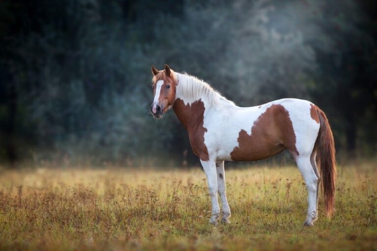 Pinto Horse: Info, Pictures, Temperament & Traits | The Vet Desk