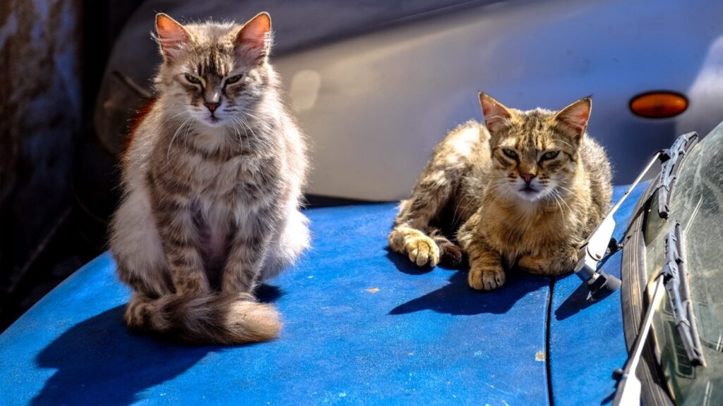 How to Keep Cats Off Your Car: 6 Vet-Verified Methods | The Vet Desk