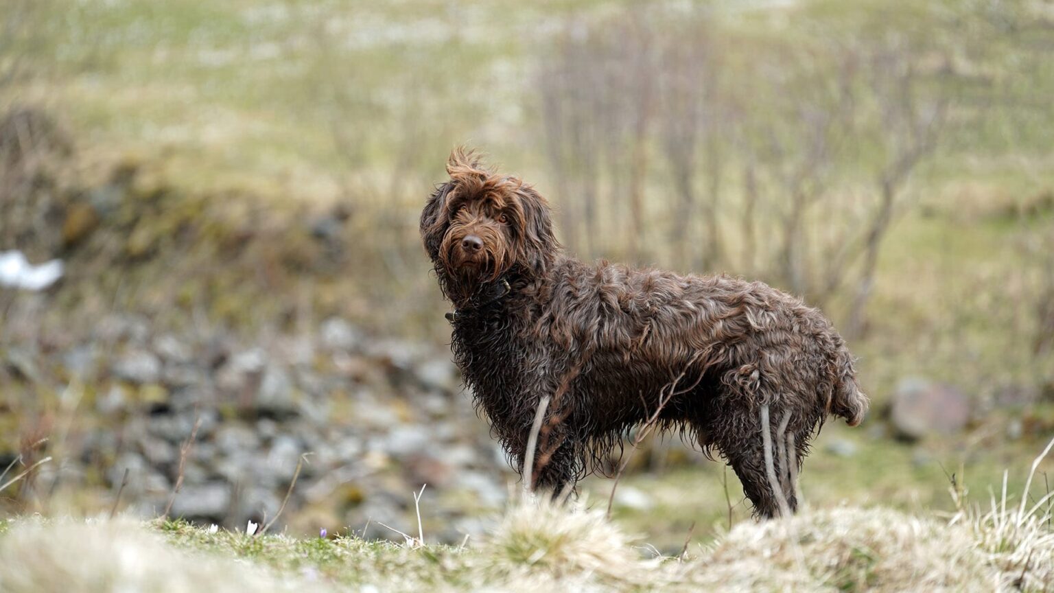 Pudelpointer (Poodle & English Pointer Mix): Pictures, Guide, Info ...