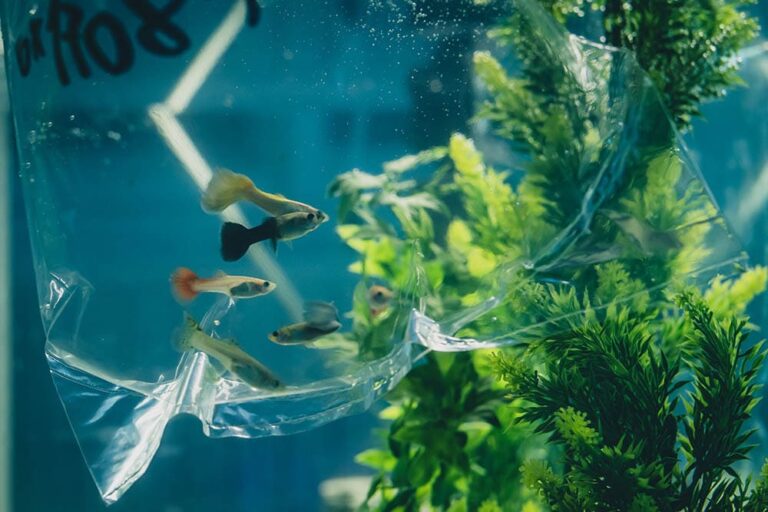 How Many Fish Should You Put in a Fish Tank? Safe Stocking Guidelines ...