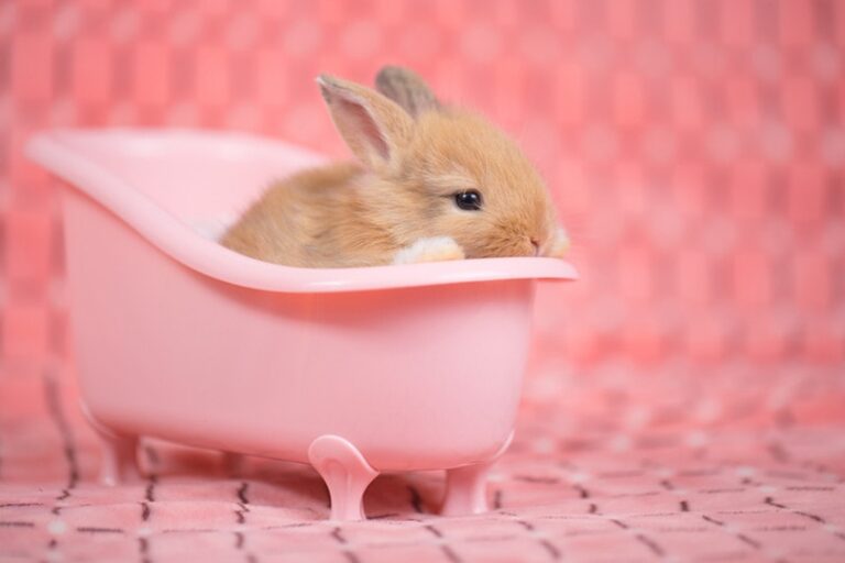 How to Bathe Your Rabbit - 4 Safe & Easy Ways (With Pictures) | The Vet ...