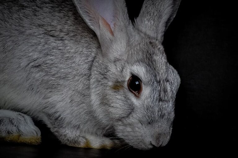 Can Rabbits See in the Dark? Are They Nocturnal? Vet-Verified Facts ...