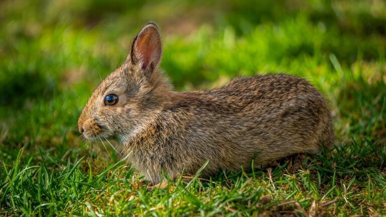 Are Rabbits Mammals? Vet-Verified Taxonomy Facts | The Vet Desk