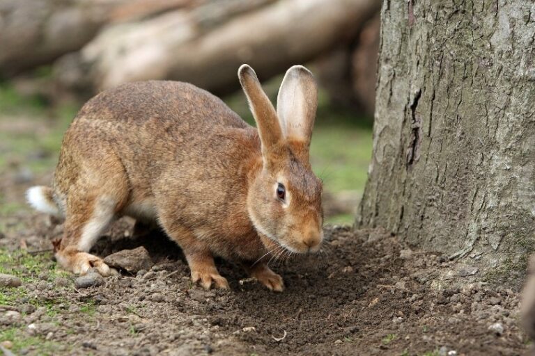Why Do Rabbits Thump Their Feet? 4 Vet-Reviewed Reasons for This ...