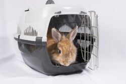 10 Best Rabbit Carriers in 2025 - Reviews & Guide | The Vet Desk