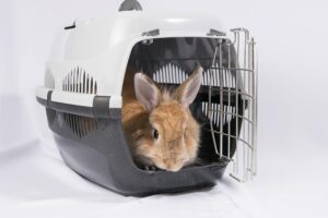 10 Best Rabbit Carriers in 2025 - Reviews & Guide | The Vet Desk