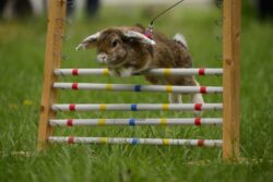 How High Can Rabbits Jump? Vet-Verified Facts & FAQs | The Vet Desk