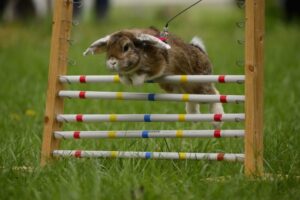How High Can Rabbits Jump? Vet-Verified Facts & FAQs | The Vet Desk
