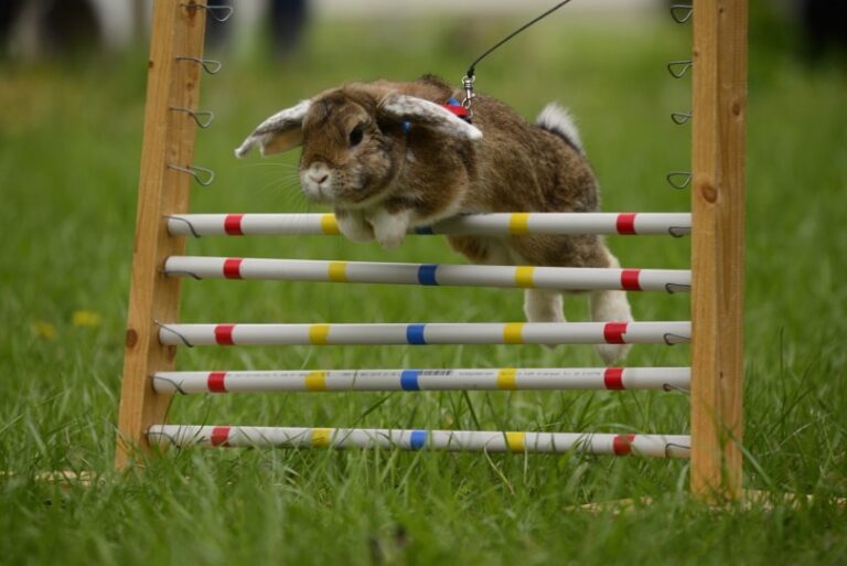 How High Can Rabbits Jump? Vet-Verified Facts & FAQs | The Vet Desk