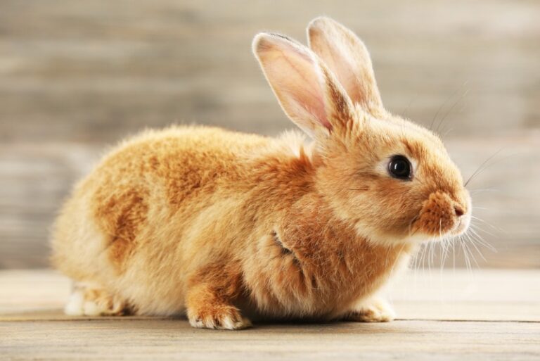 Why Does My Rabbit Have Diarrhea? 9 Vet-Explained Reasons & Treatments ...