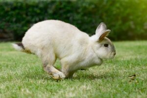 How Fast Can a Rabbit Run? Facts & FAQ (With Chart) | The Vet Desk