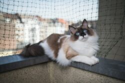 High-Rise Syndrome in Cats: Exploring the Dangers of Balconies ...