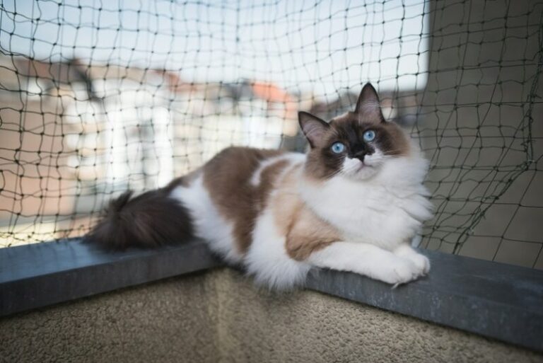 High-Rise Syndrome in Cats: Exploring the Dangers of Balconies ...