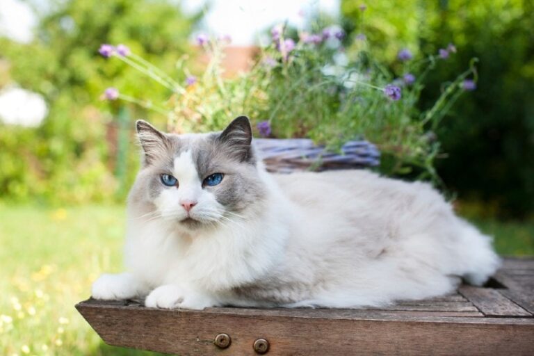 5 Vet-Verified Types of Cat Personalities: Understand Your Cat | The ...