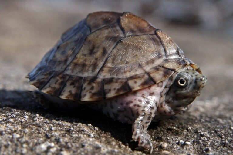 How to Tell the Age of a Turtle (With Pictures) | The Vet Desk