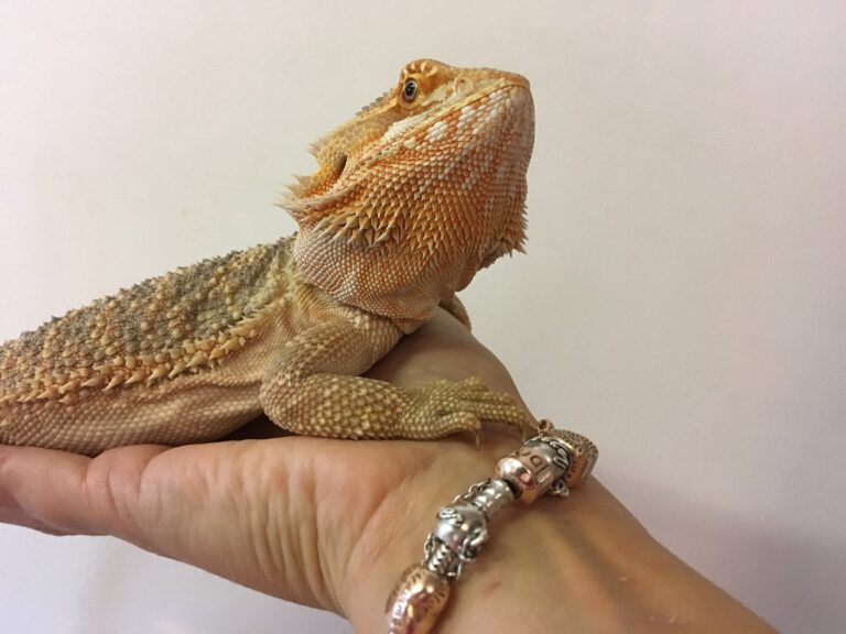 How to Bond With Your Bearded Dragon: Simple Guide | The Vet Desk