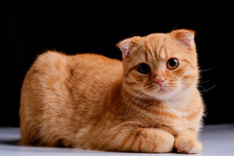 Scottish Fold Price: Updated Cost in 2026 | The Vet Desk