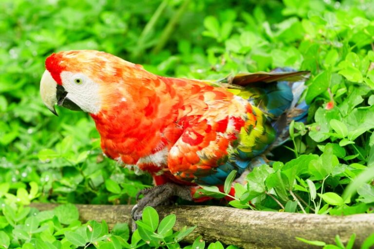 Ruby Macaw: Info, Origin, Colors, Care & Pictures | The Vet Desk