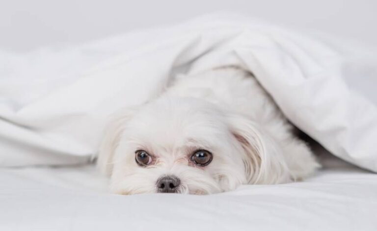 Do Dogs Cry Tears? Vet Reviewed Answer | The Vet Desk