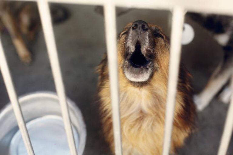 Can a Dog Have PTSD? Our Vet Explains Signs, Management & How to Help ...