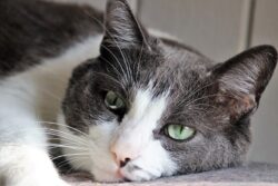 How Fast Is a Normal Heart Rate for Cats? (Vet Answer) | The Vet Desk