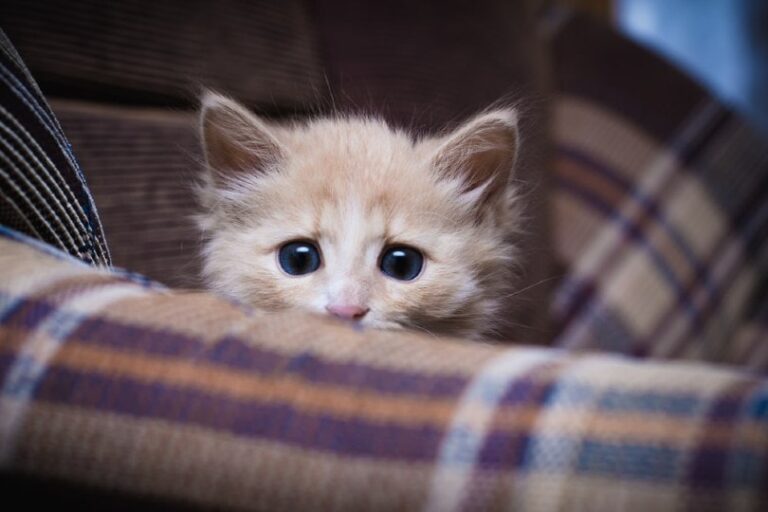 How to Discipline Your Cat: 14 Methods & Tips | The Vet Desk