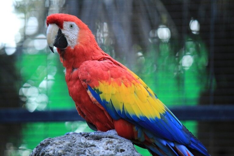 Scarlet Macaw: Info, History, Food & Care (With Pictures) | The Vet Desk