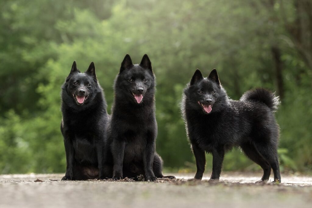 Schipperke Dog Breed Guide: Info, Pictures, Care & More! | The Vet Desk