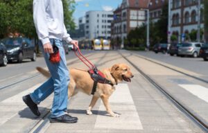 How Are Guide Dogs Trained? Vet-Verified Important Skills & FAQ | The ...