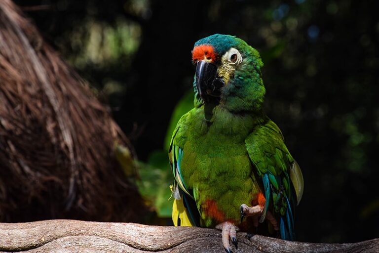 Mini Macaws as Pets: Info, FAQ & Care Guide (With Pictures) | The Vet Desk