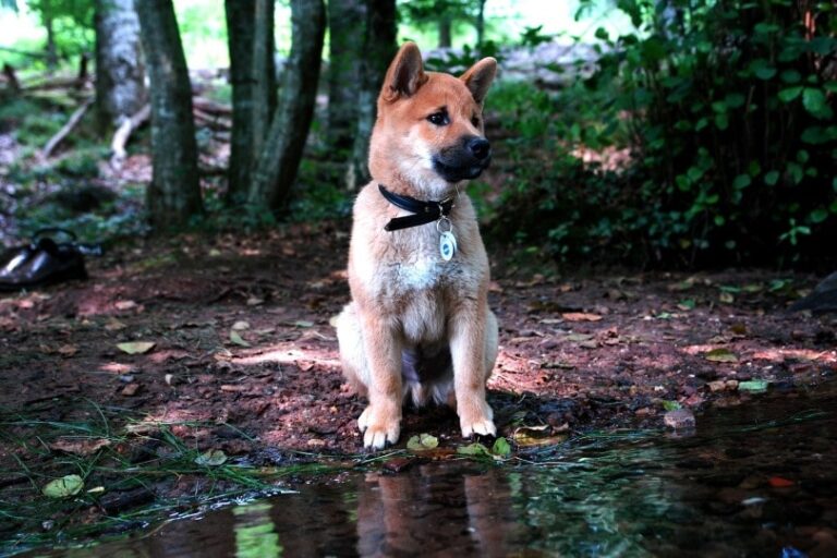 17 Quiet Dog Breeds That Don’t Bark Much (With Info & Pictures) | The ...