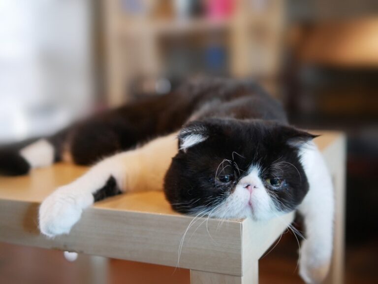 Can Cats Feel Sadness? Vet-Reviewed Signs, Causes & How to Help Them ...