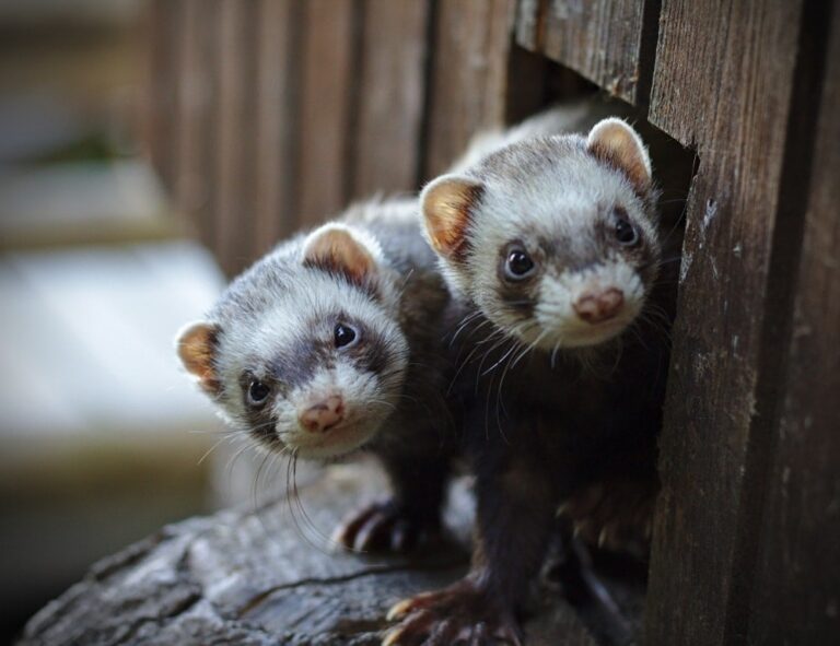 17 Types of Ferrets: Colors & Patterns (With Info & Pictures) | The Vet ...