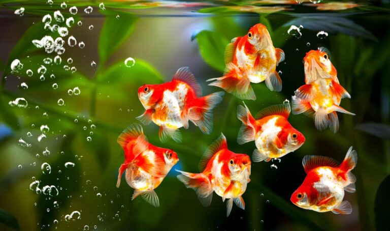 How to Breed Goldfish: Vet-Approved 10-Step Guide for Successful ...