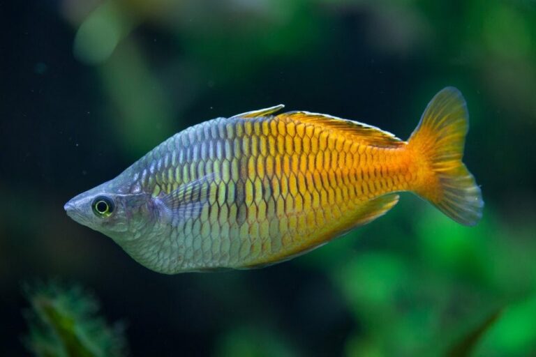 13 Popular Types of Rainbow Fish (With Info & Pictures) | The Vet Desk