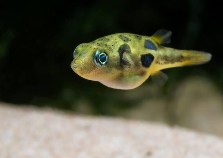 11 Types of Freshwater Puffer Fish (With Info & Pictures) | The Vet Desk