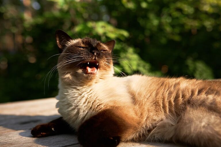 What Temperature Is Too Hot for Cats? Our Vet Explains | The Vet Desk