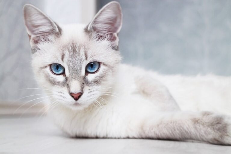 14 Most Beautiful Cat Breeds You'll Love (With Info & Pictures) | The ...