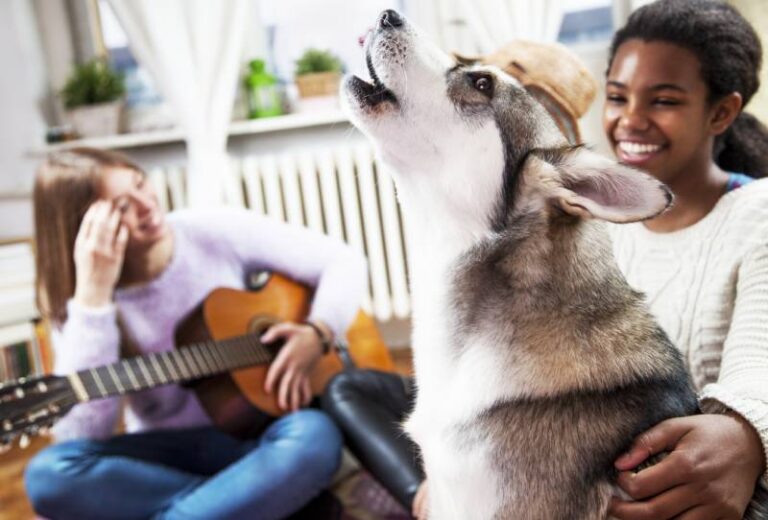 29 Greatest Songs About Dogs: Greatest Canine Tunes of All Time | The ...