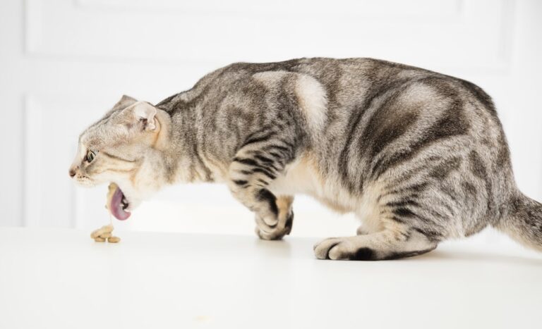 Why Is My Cat Dry Heaving? Vet-Reviewed Reasons & FAQ | The Vet Desk