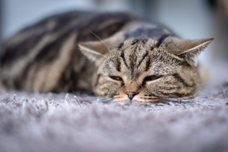 Cat Poisoning: How It Happens, Symptoms & Care (Vet Answer) | The Vet Desk