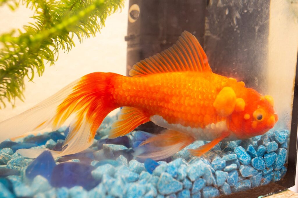 Fish Tuberculosis (TB): When to Worry & What to Do | The Vet Desk